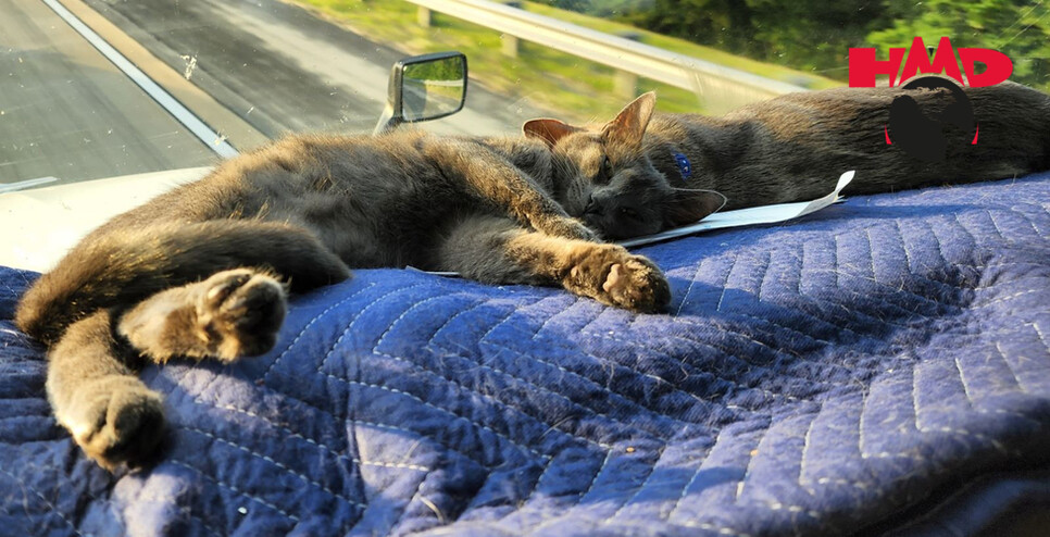 Best Pets for Truck Drivers: Dog and Cat Breeds for Road Trips